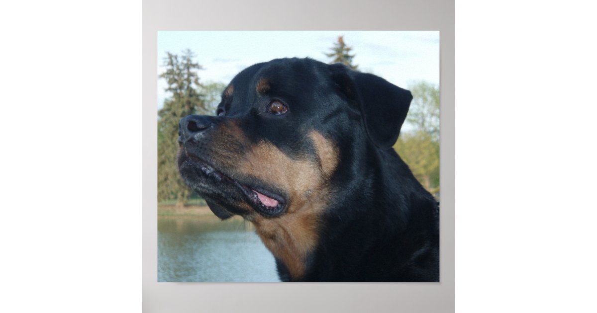 Beautiful Rottweiler Poster | Zazzle