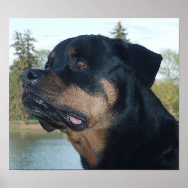 Beautiful Rottweiler Poster | Zazzle