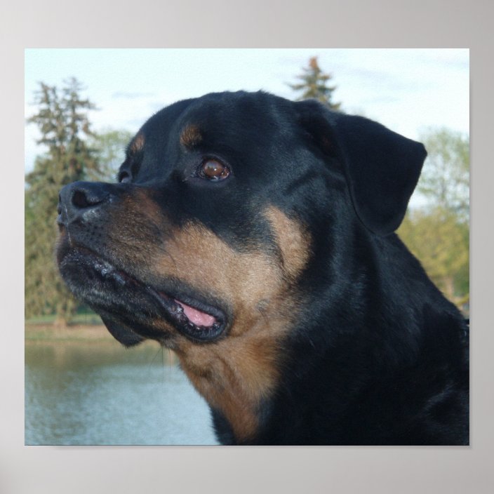 Beautiful Rottweiler Poster | Zazzle.com
