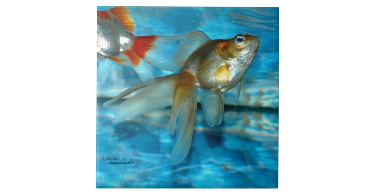 Beautiful ryukin goldfish Tile | Zazzle