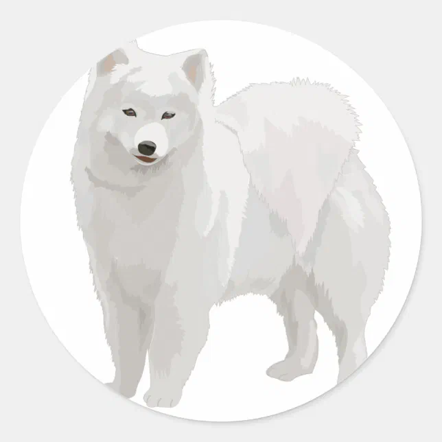Beautiful Samoyed Classic Round Sticker | Zazzle