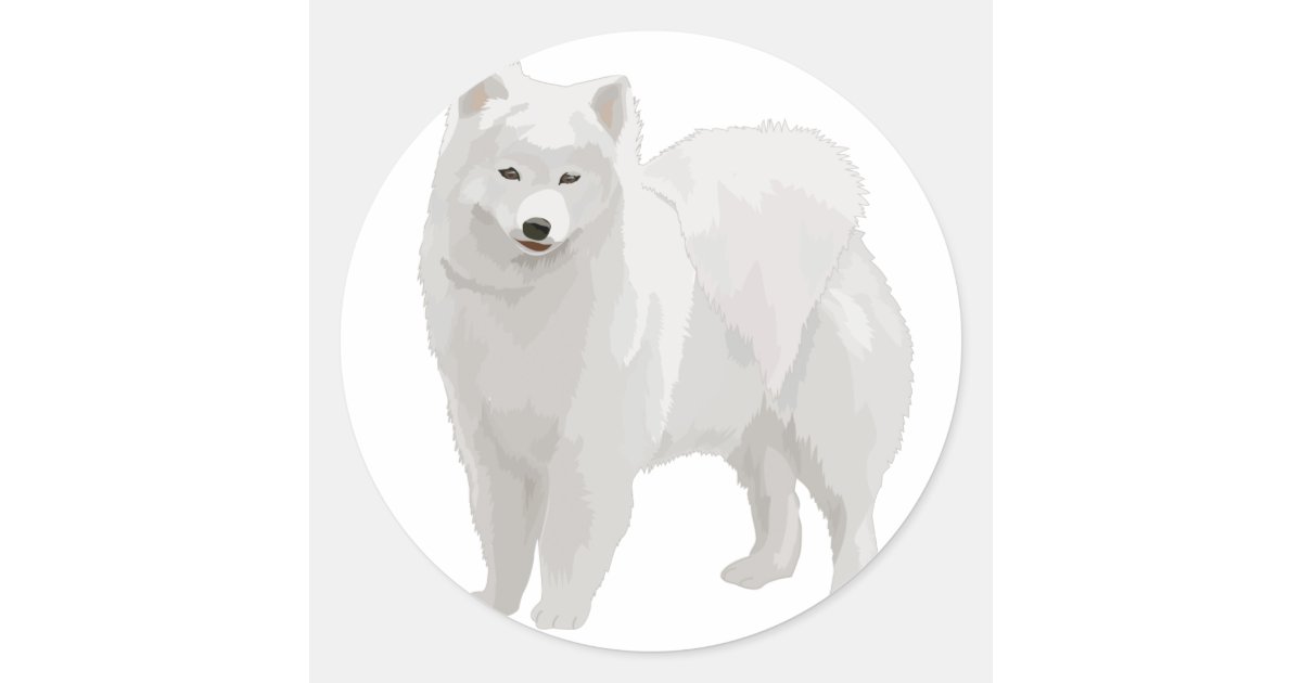 Beautiful Samoyed Classic Round Sticker | Zazzle