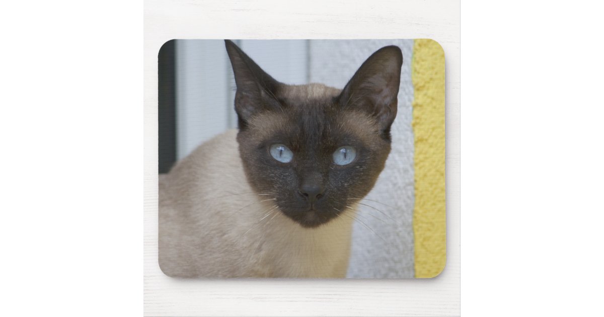 Beautiful Seal Point Siamese Cat Mouse Pad | Zazzle