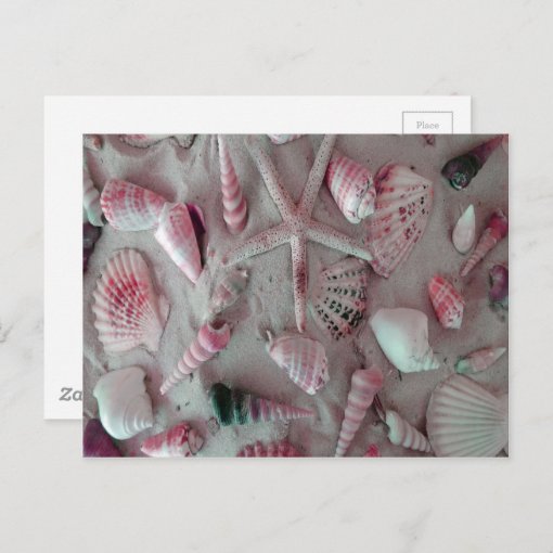 Beautiful Seashells Postcard | Zazzle