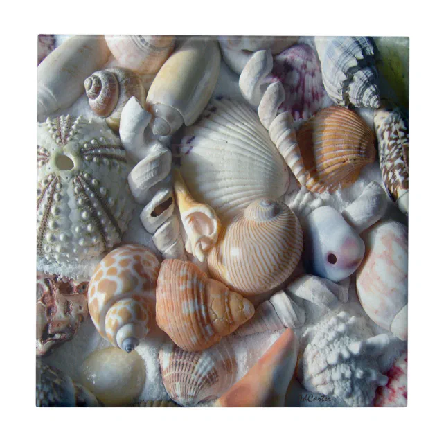 Beautiful Seashells Sea Life Square Tile | Zazzle