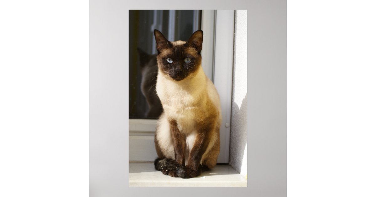 Beautiful Siamese Cat Poster | Zazzle