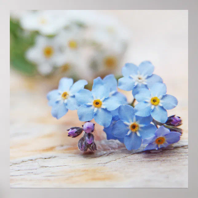 Beautiful Simple Blue Forget-me-not Flowers Poster | Zazzle