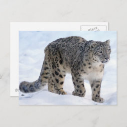 Beautiful snow leopard postcard | Zazzle