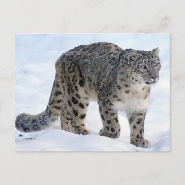 Beautiful snow leopard postcard | Zazzle