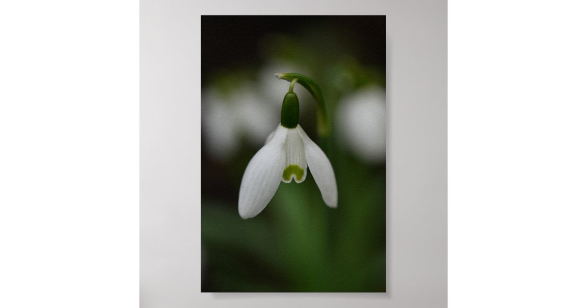 Beautiful Snowdrop Up Close Poster | Zazzle