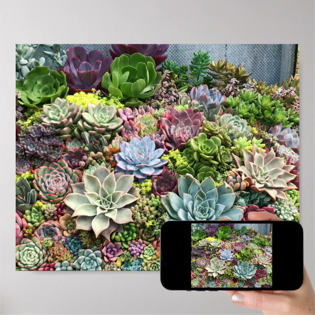 Beautiful Succulents Poster | Zazzle