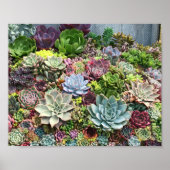 Beautiful Succulents Poster | Zazzle