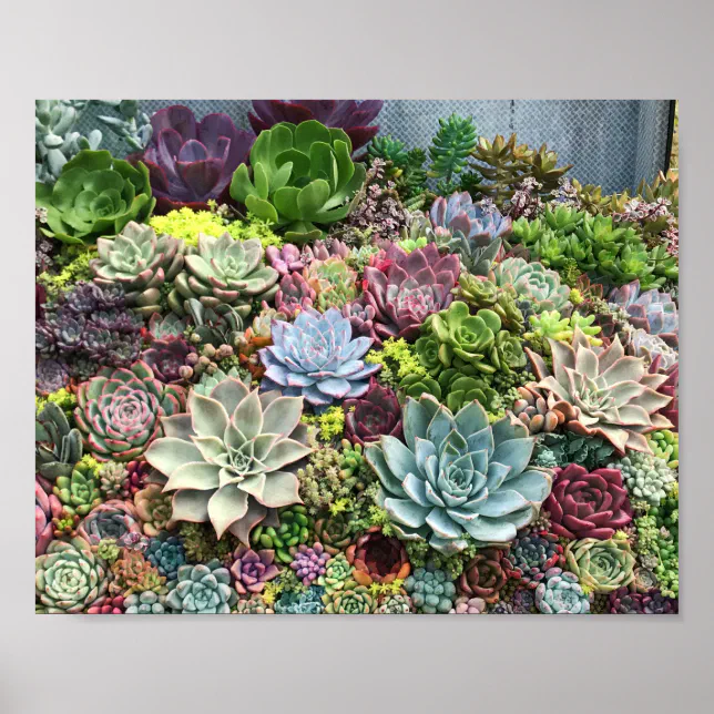 Beautiful Succulents Poster | Zazzle