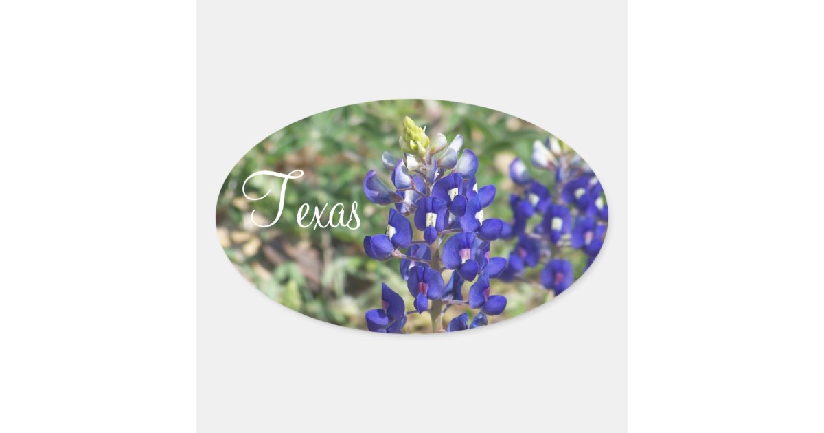 Beautiful Texas Bluebonnet Wildflower Sticker | Zazzle