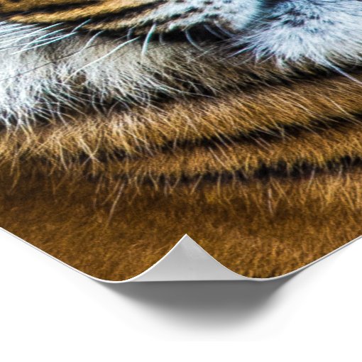 Beautiful Tiger Face Poster | Zazzle