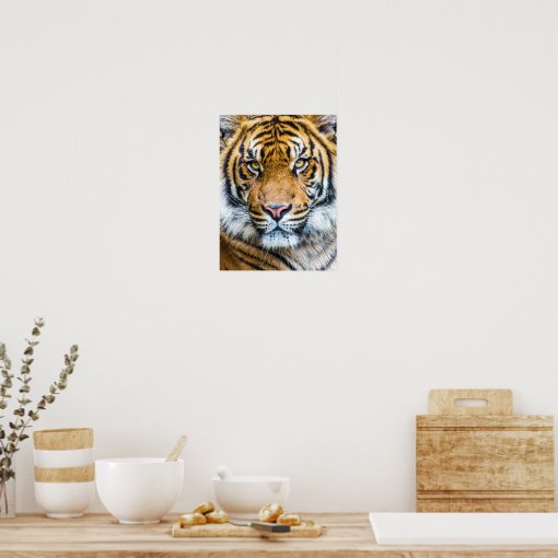 Beautiful Tiger Face Poster | Zazzle