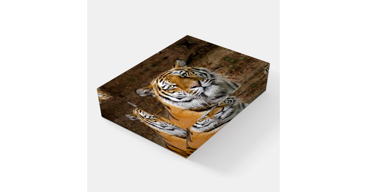 Beautiful Tiger Paperweight | Zazzle