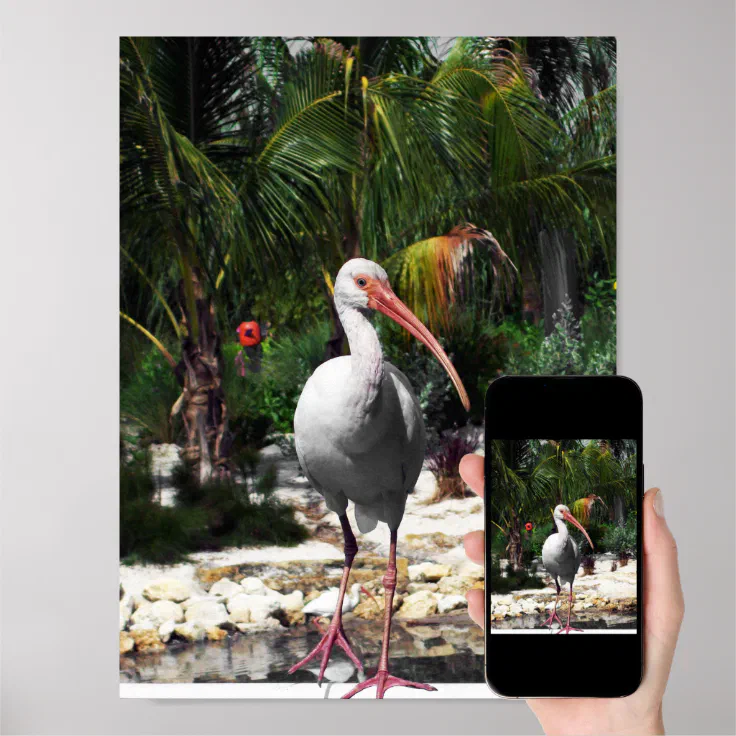 Beautiful Tropical Bird Photograph Poster | Zazzle