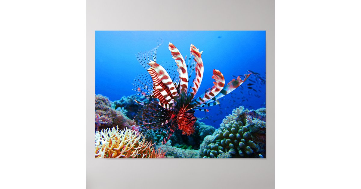 Beautiful Tropical Lionfish Poster | Zazzle