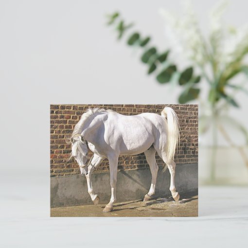Beautiful White Arabian Horse Postcard | Zazzle