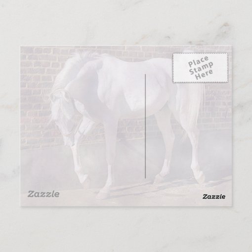 Beautiful White Arabian Horse Postcard | Zazzle