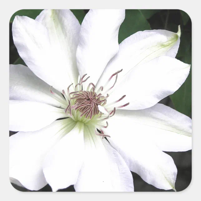 Beautiful White Clematis Flowers Square Sticker | Zazzle