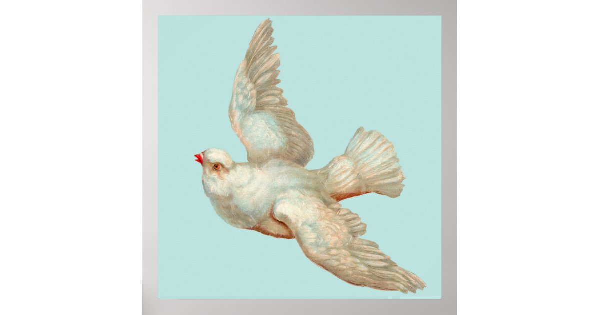 beautiful white dove poster | Zazzle