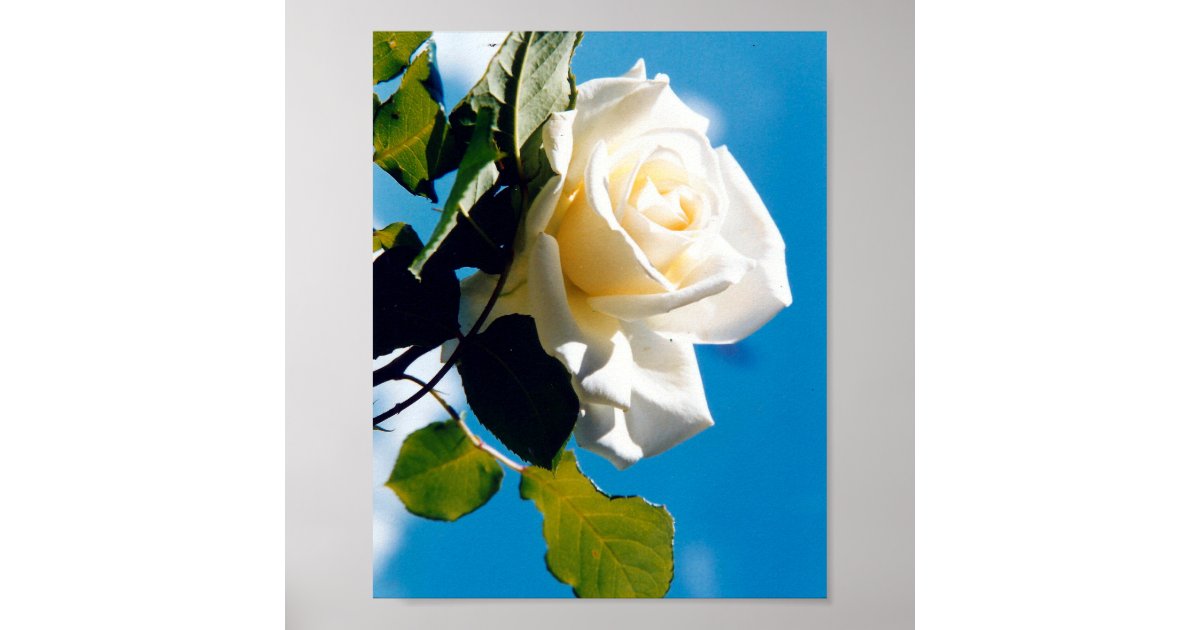 Beautiful White rose Poster | Zazzle