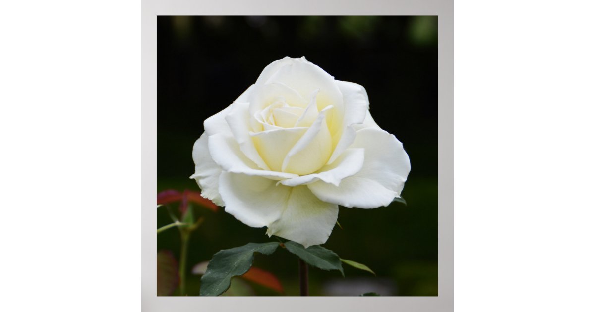 Beautiful white rose poster | Zazzle