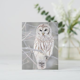 Beautiful White Snow Owl Design Postcard | Zazzle