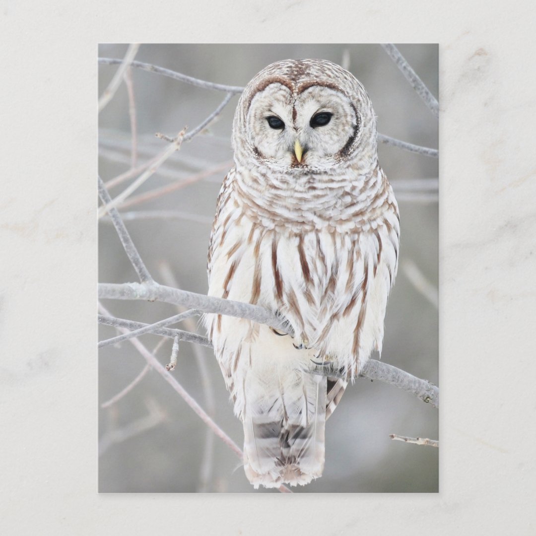 Beautiful White Snow Owl Design Postcard | Zazzle