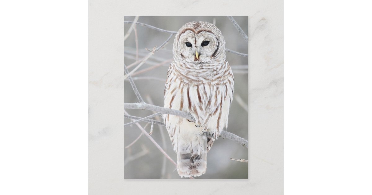 Beautiful White Snow Owl Design Postcard | Zazzle