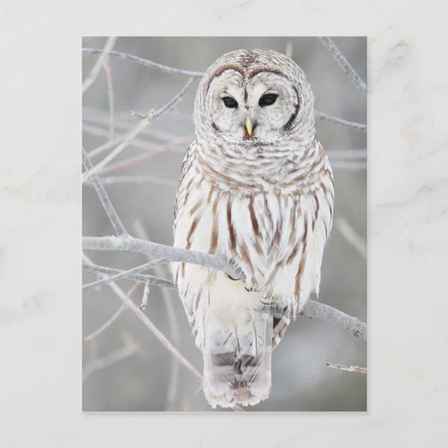 Beautiful White Snow Owl Design Postcard | Zazzle