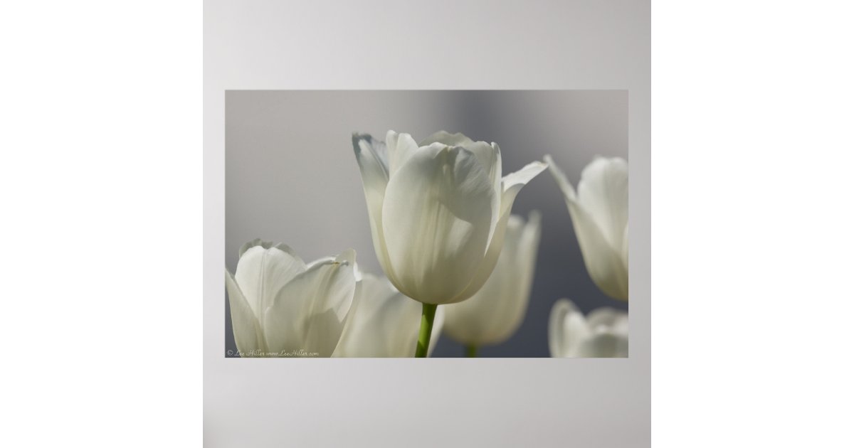 Beautiful White Spring Tulips Poster | Zazzle