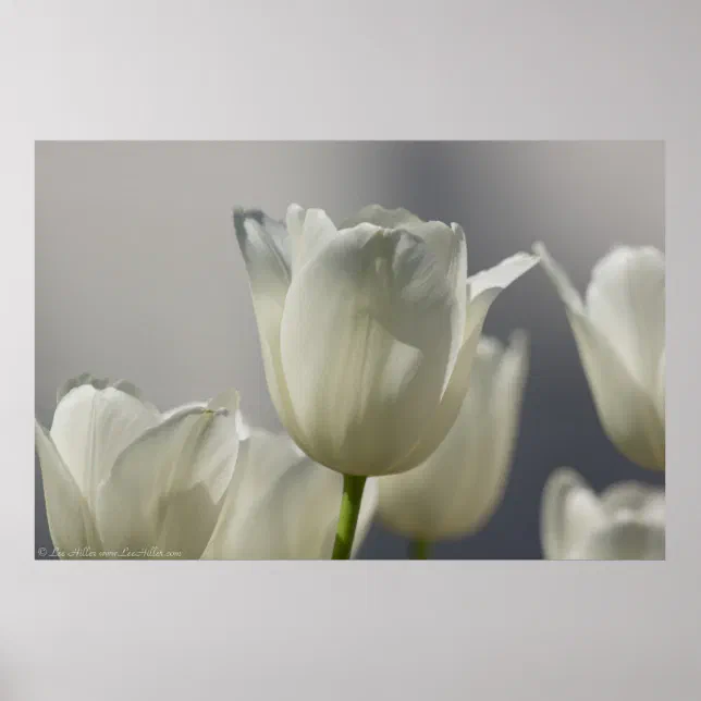 Beautiful White Spring Tulips Poster | Zazzle