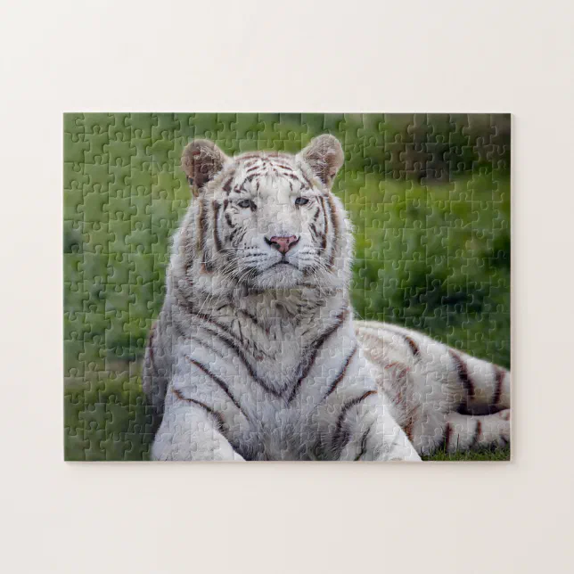 Beautiful White Tiger Photo Jigsaw Puzzle | Zazzle