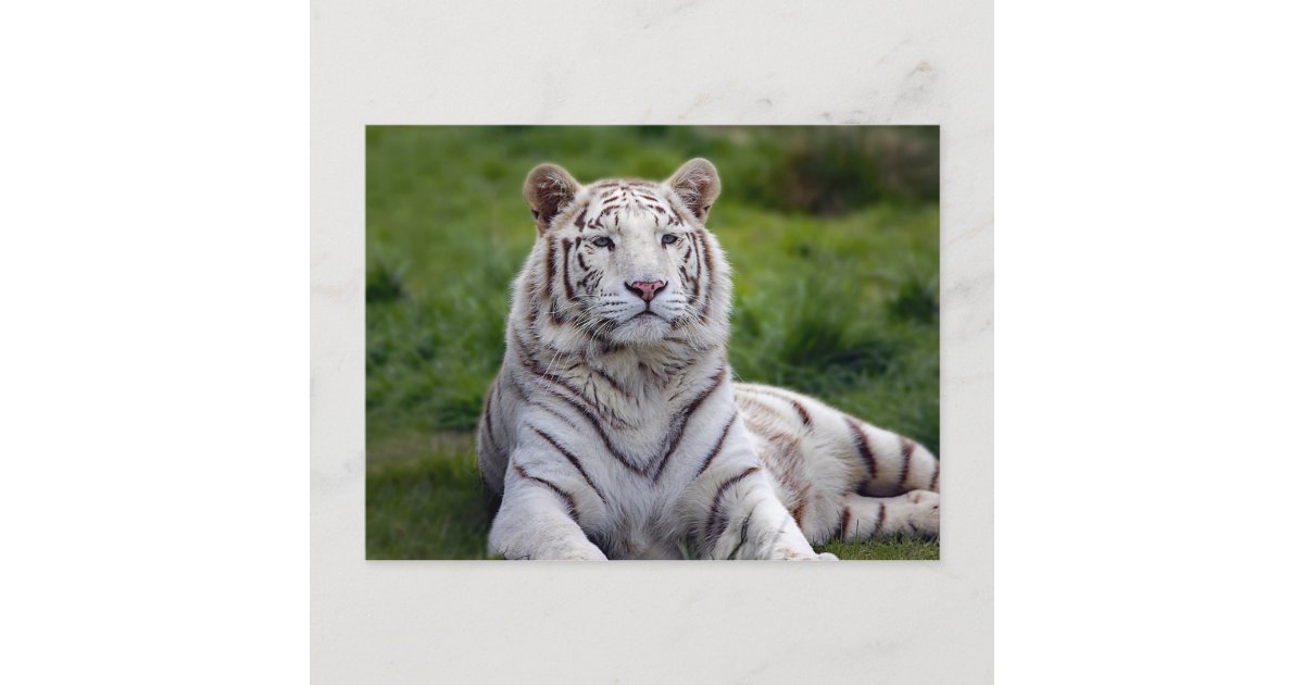 Beautiful White Tiger Photo Postcard | Zazzle
