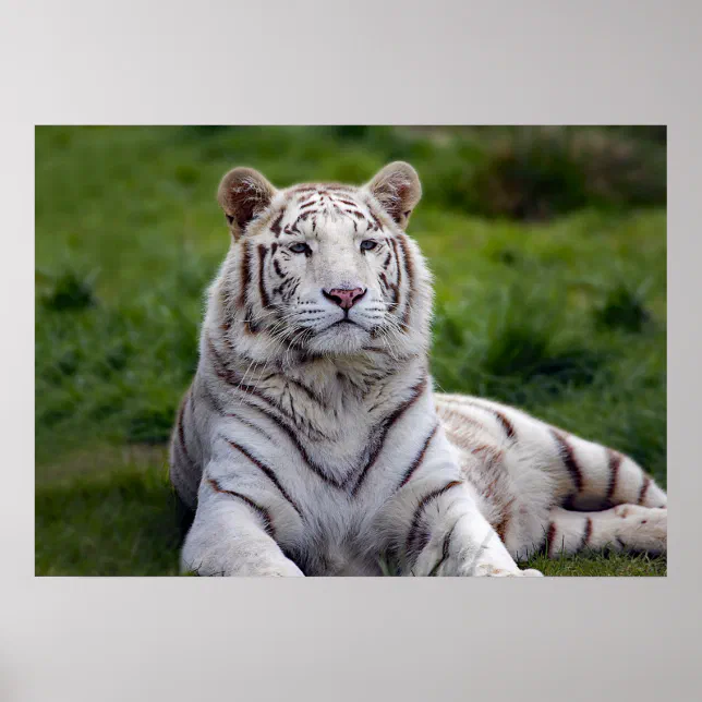 Beautiful White Tiger Photo Poster | Zazzle