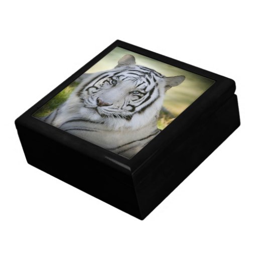 Beautiful White Tiger (v2) Gift Box | Zazzle