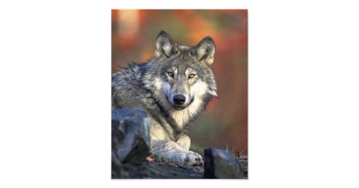 Beautiful Wolf Photo Print | Zazzle