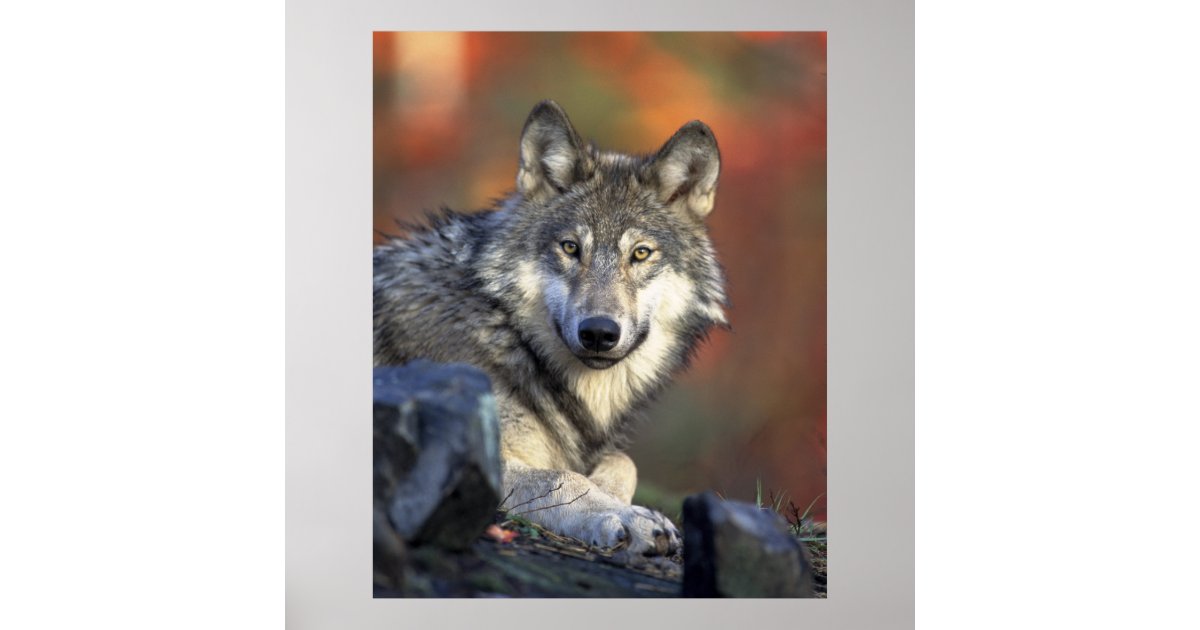 Beautiful Wolf Poster | Zazzle
