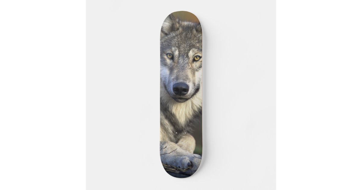 Beautiful Wolf Skateboard Deck | Zazzle