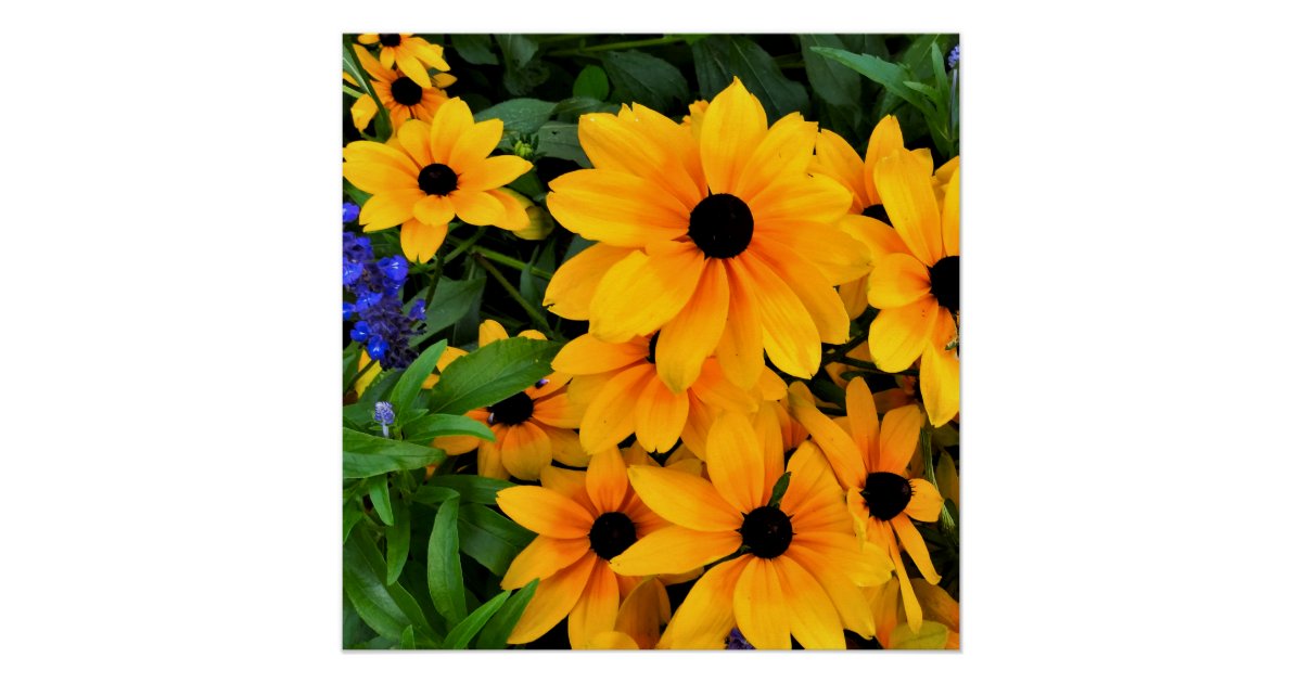 Beautiful Yellow Daisy Photo Poster | Zazzle