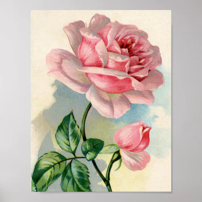 Beauty Rose Pink 8.5x11 Poster Unframed | Zazzle