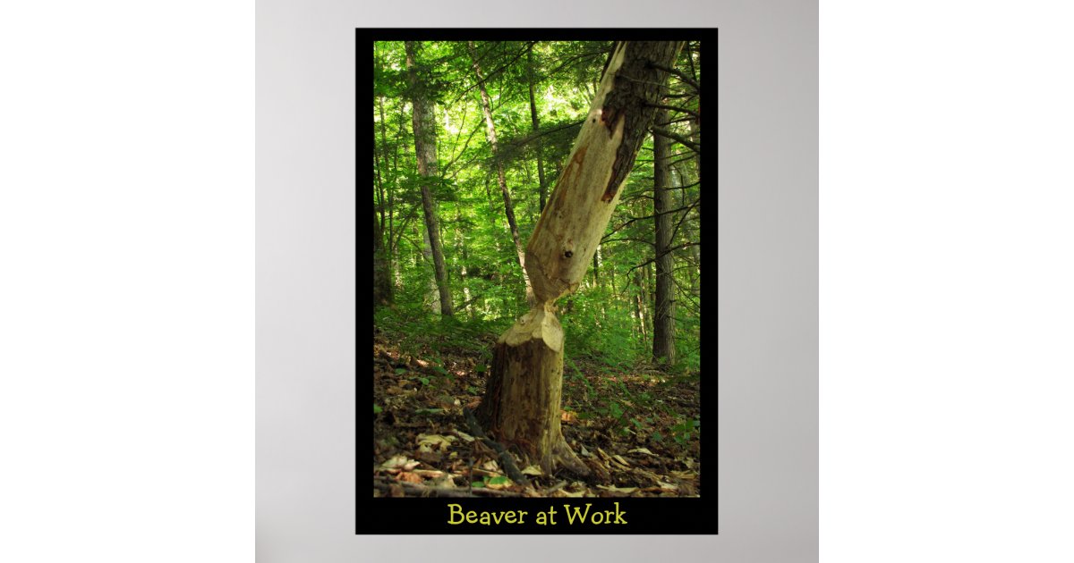 Beaver at Work Poster | Zazzle