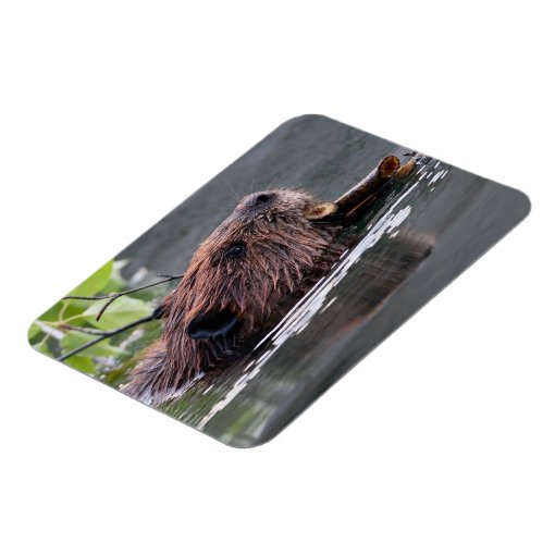 beaver magnet | Zazzle