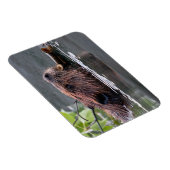 beaver magnet | Zazzle