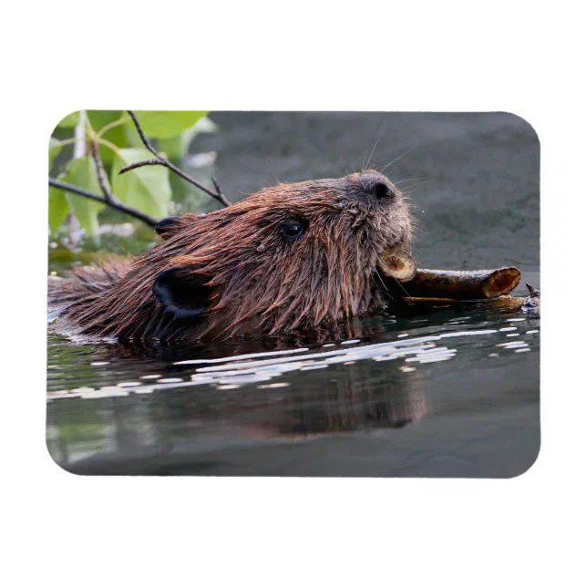 beaver magnet | Zazzle