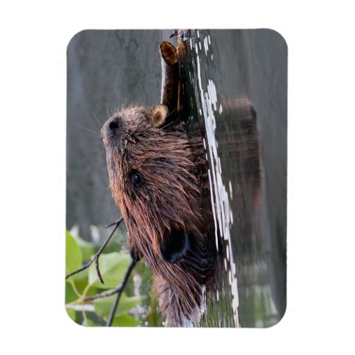 beaver magnet | Zazzle