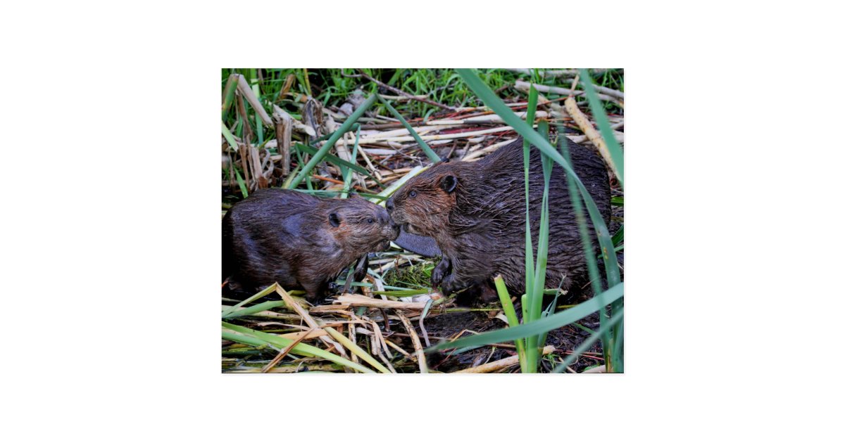 Beavers Kissing Photo Postcard | Zazzle.com
